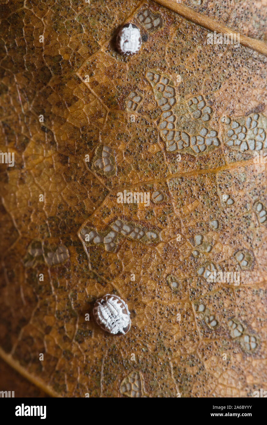 Pupa shell hi-res stock photography and images - Alamy