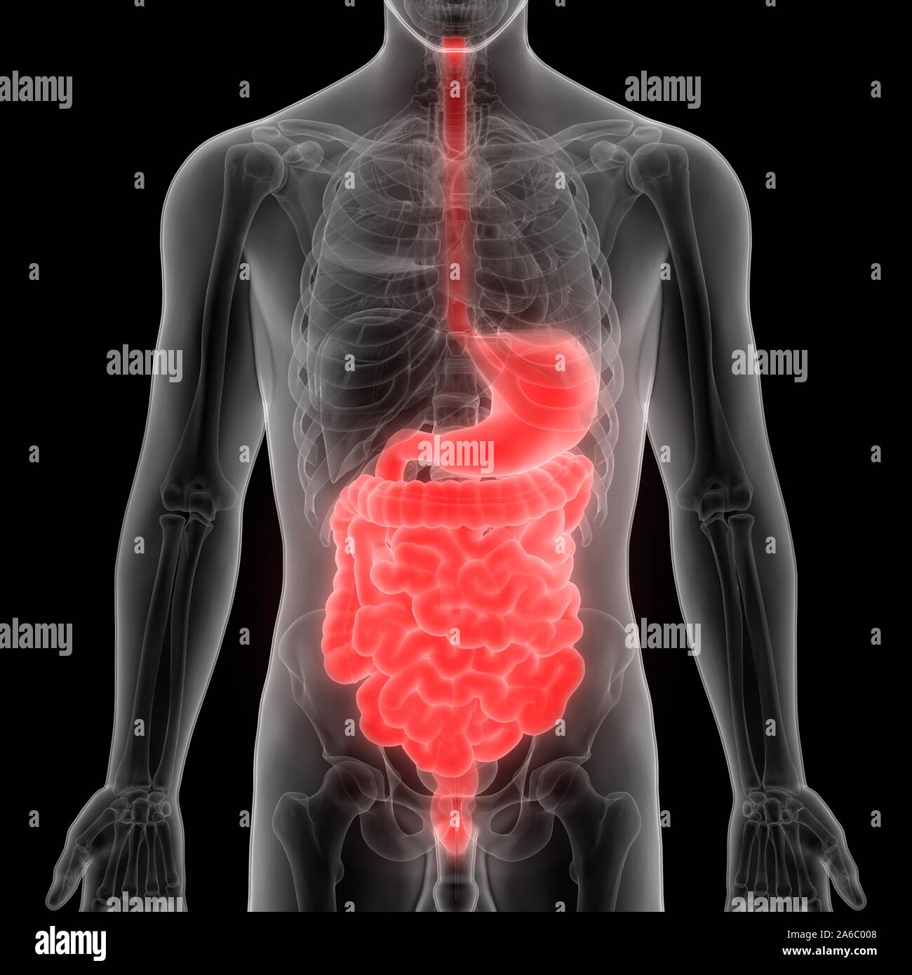 Human Internal Organs Digestive System Anatomy Stock Photo - Alamy
