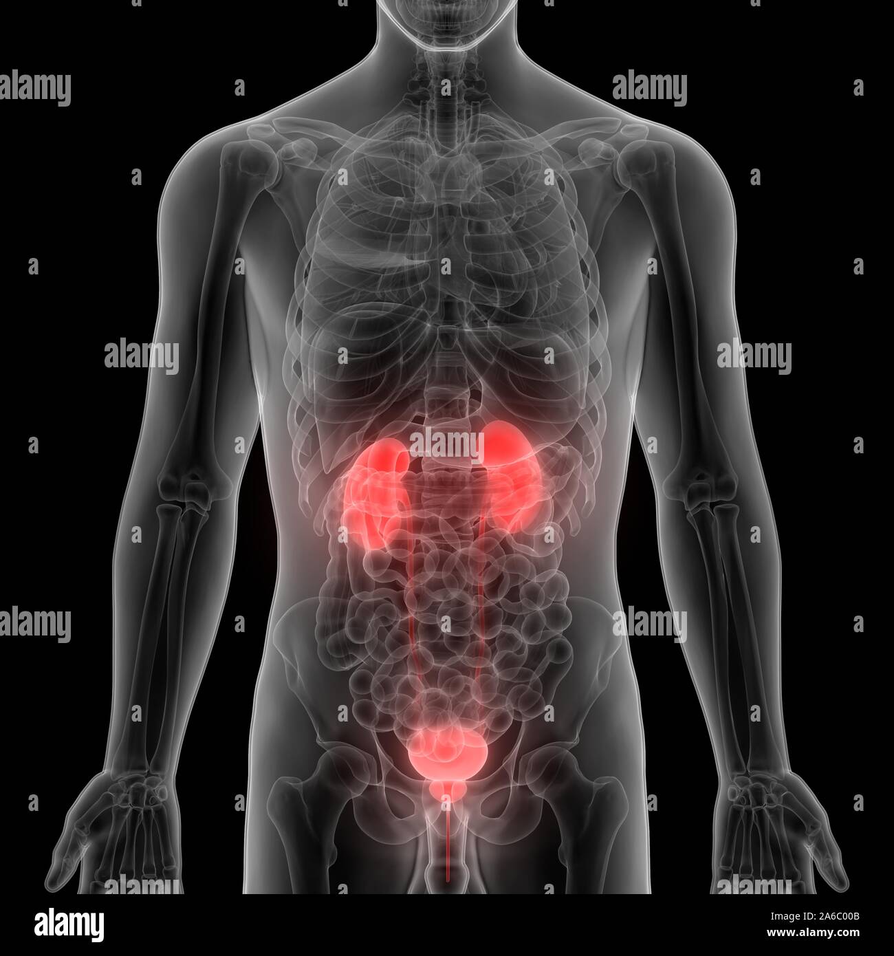 Human Internal Organs Urinary System Kidneys with Bladder Anatomy Stock ...