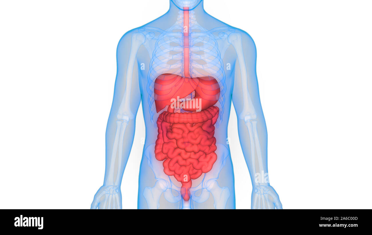 Human Internal Organs Digestive System Anatomy Stock Photo - Alamy