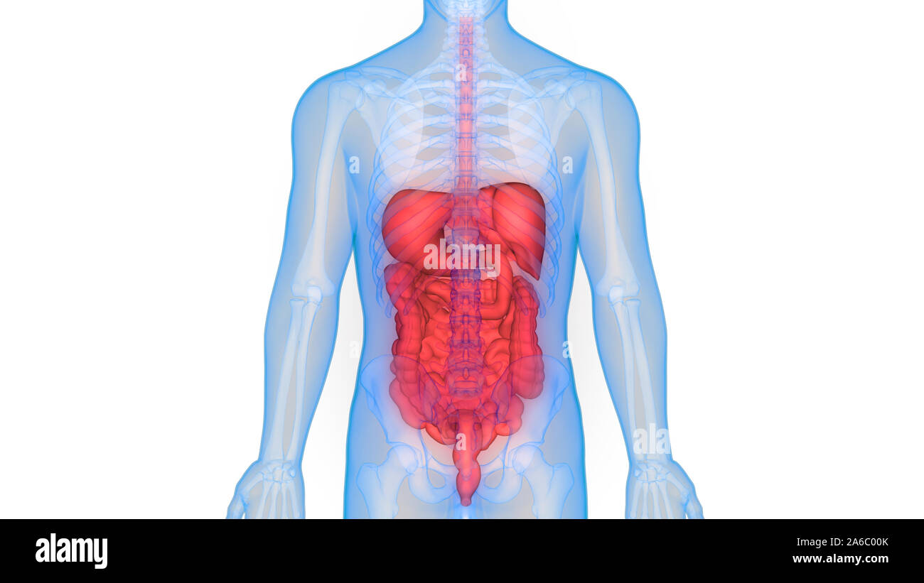 Human Internal Organs Digestive System Anatomy Stock Photo - Alamy