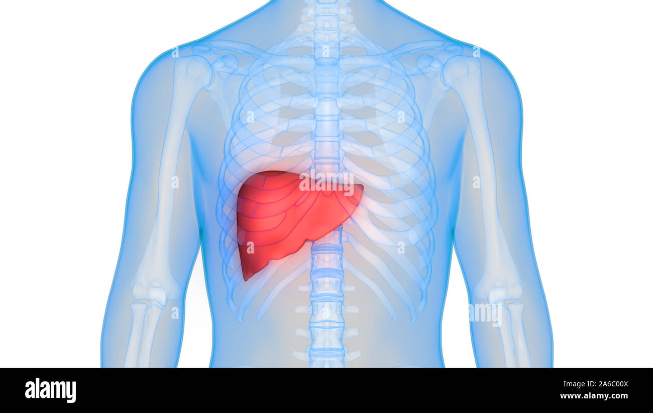Human Internal Digestive Organ Liver Anatomy Stock Photo - Alamy