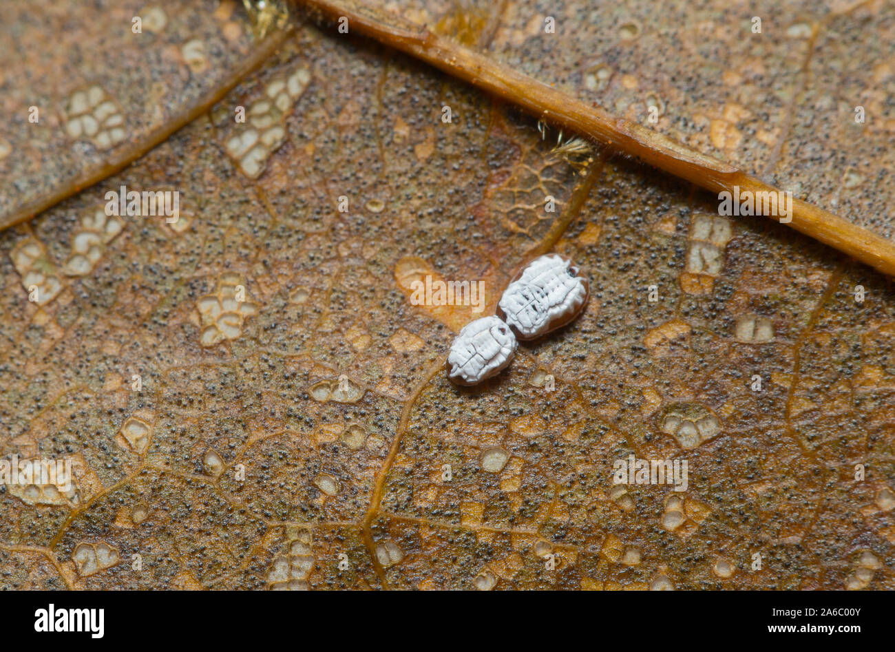 Pupa shell hi-res stock photography and images - Alamy