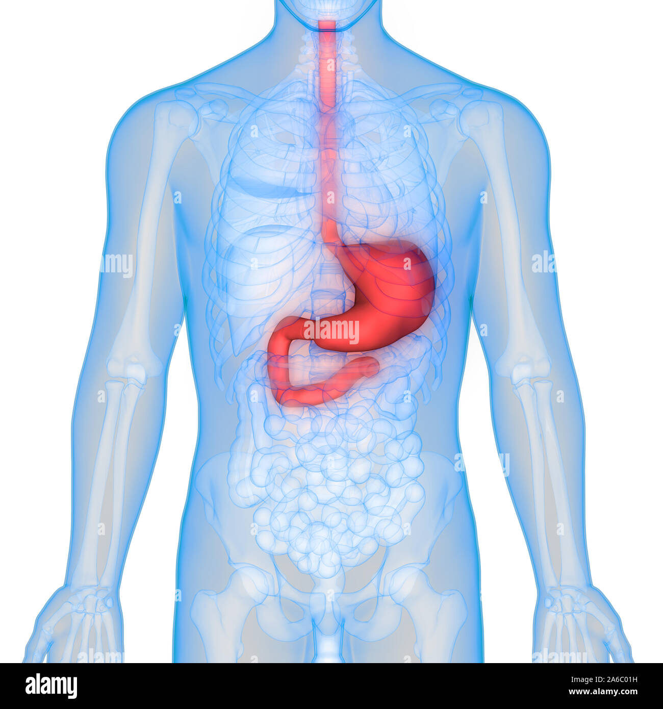 Human Internal Organs Digestive System Anatomy Stock Photo - Alamy