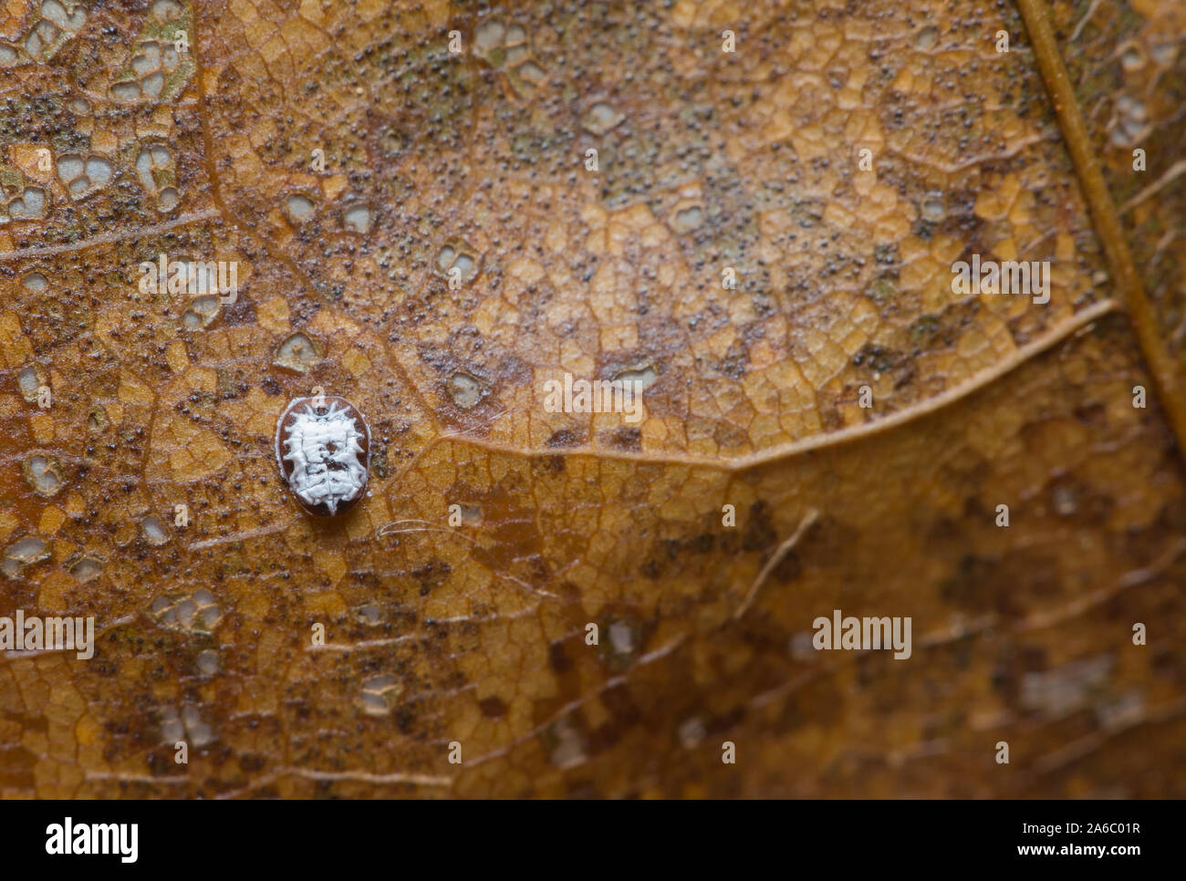 Pupa shell hi-res stock photography and images - Alamy