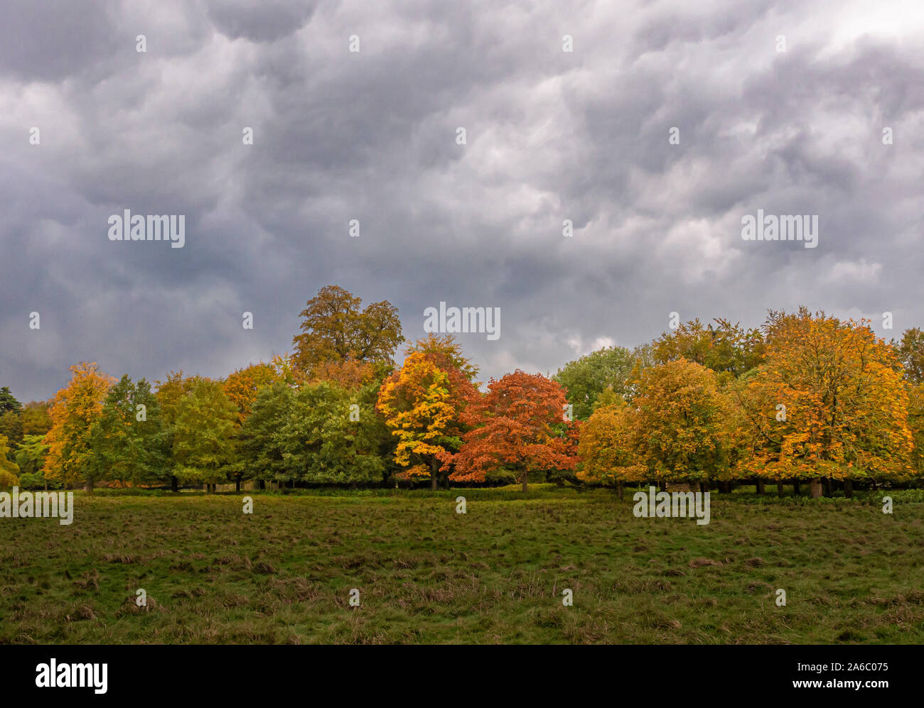 Autumn colour on trees in field Stock Photo - Alamy