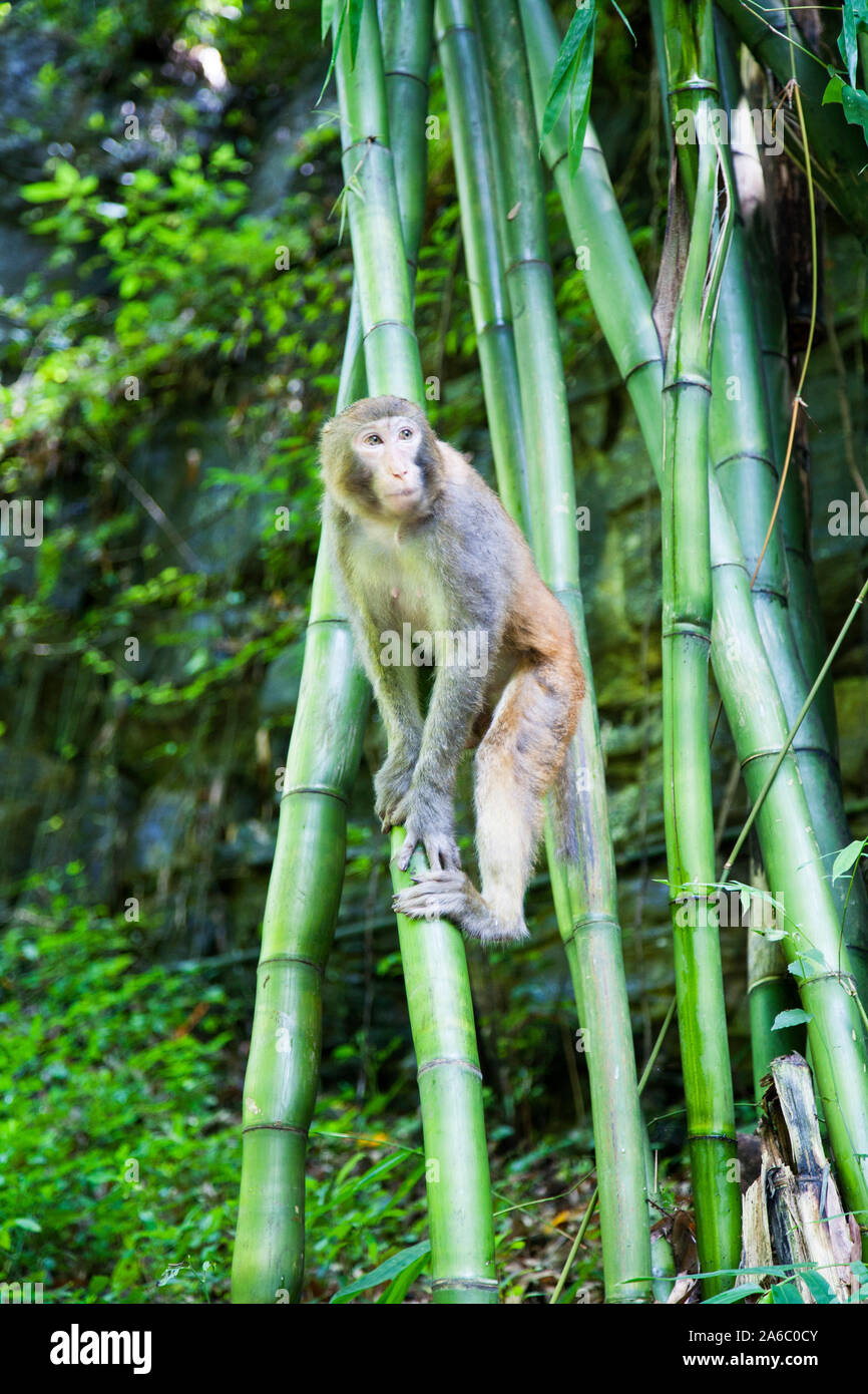 Wild monkey at Tribe of The Three Gorges on Yangtze River China Stock ...