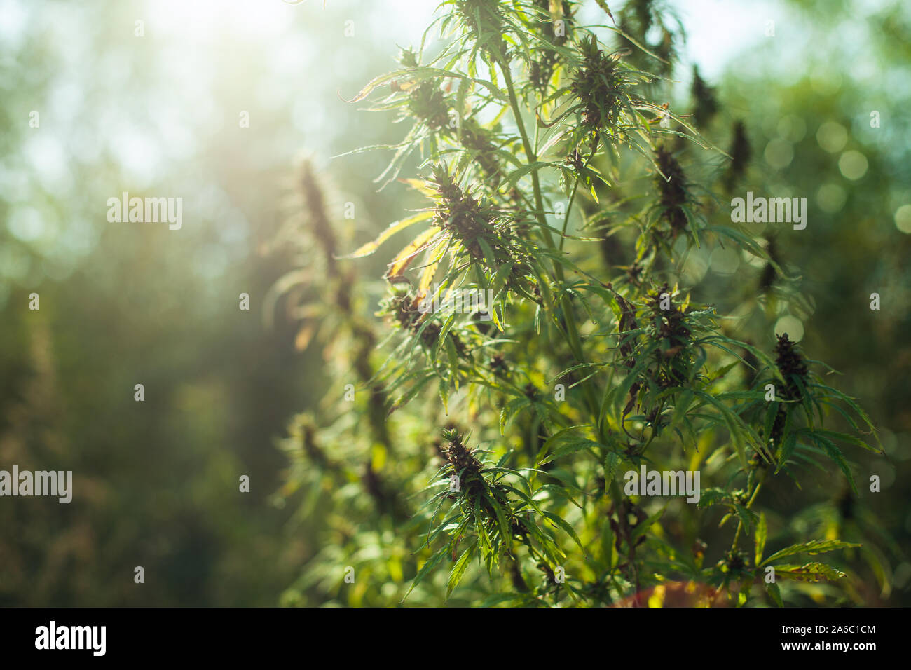 Mature cannabis plant hi-res stock photography and images - Alamy