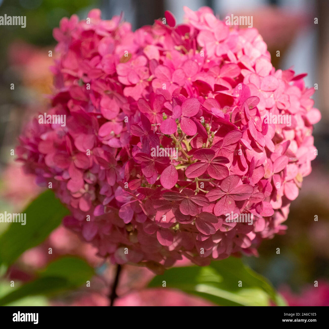 Hydrangea close up hi-res stock photography and images - Alamy