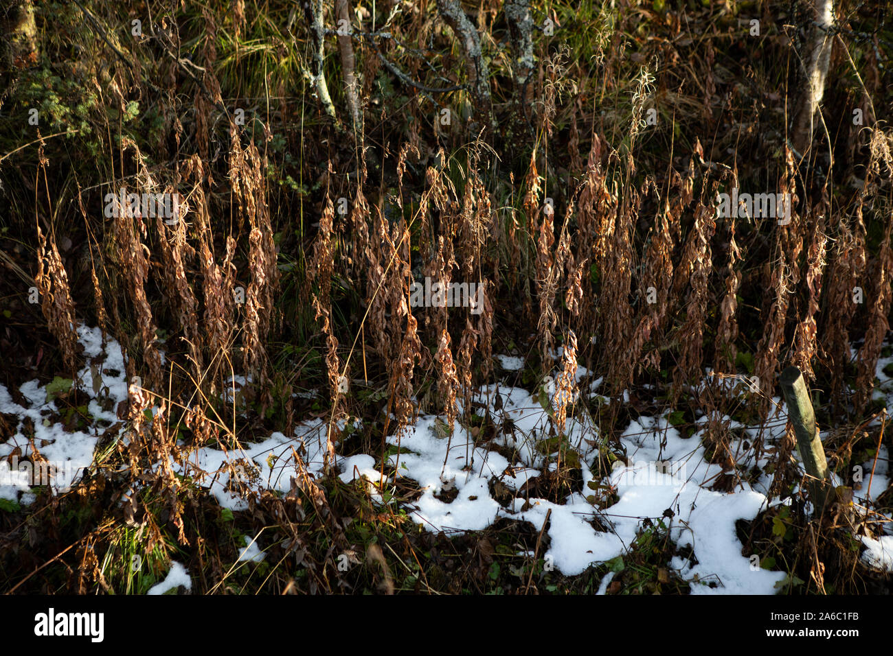 Dying plants hi-res stock photography and images - Alamy