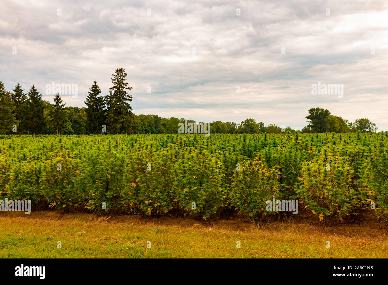 Hemp Field. Colorful SunsetSky and Landscape with Grass - Marijuana ...