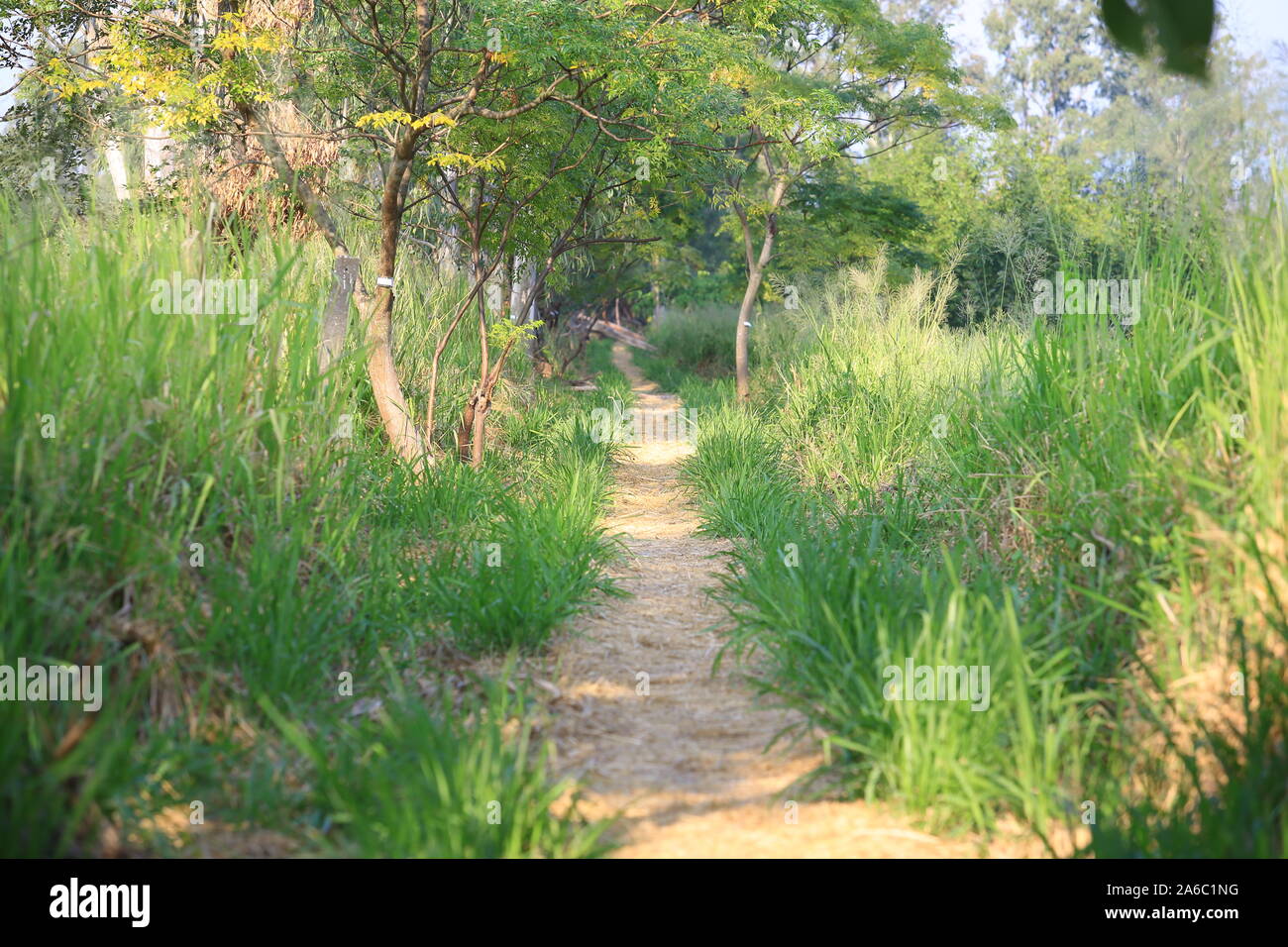 wild trail background Stock Photo - Alamy