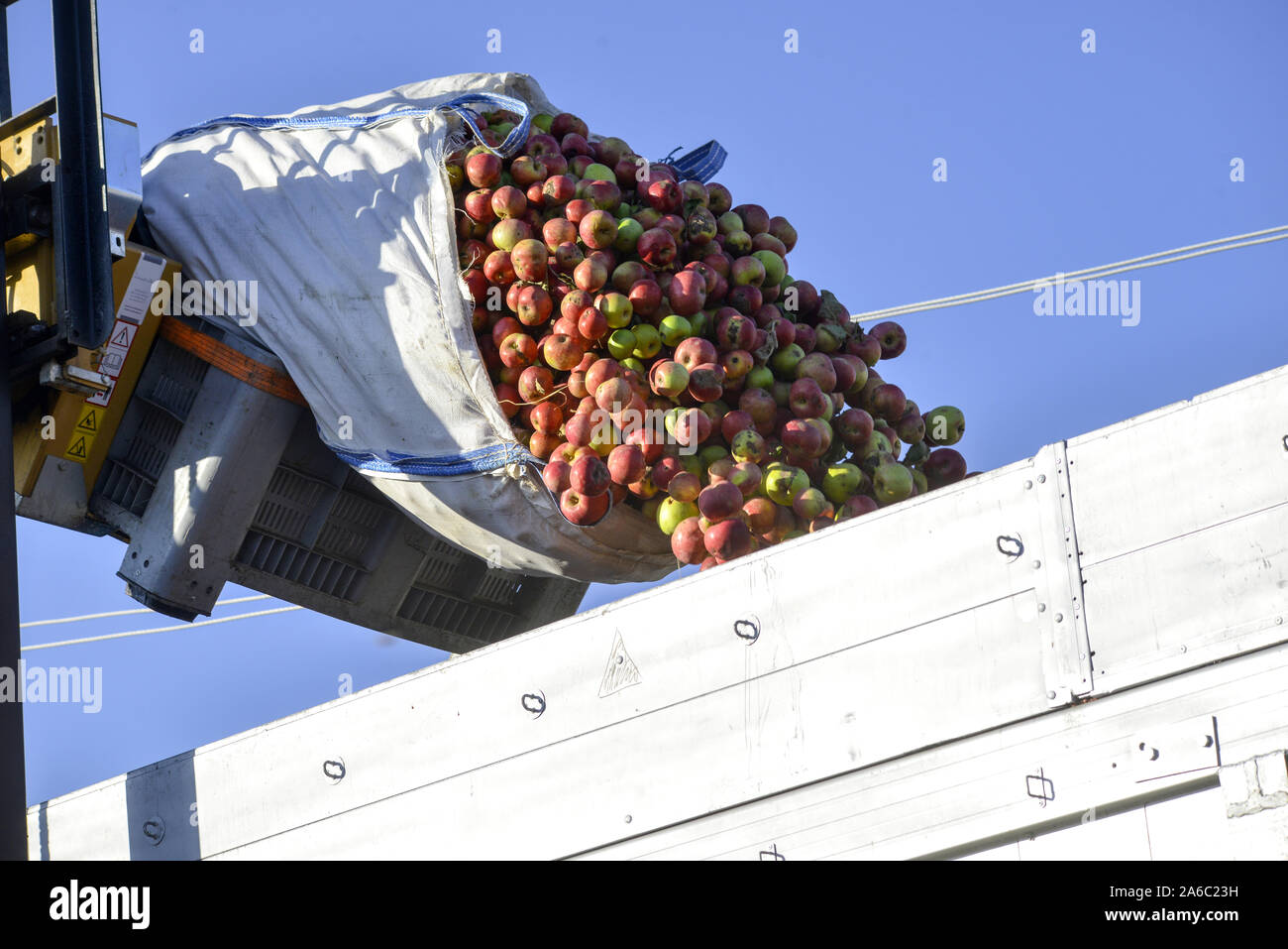pouring industrial apples into a lorry image Stock Photo - Alamy