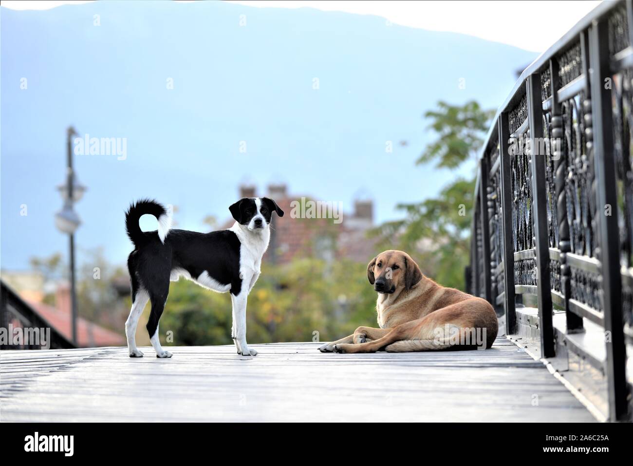 Two stray dogs hi-res stock photography and images - Alamy
