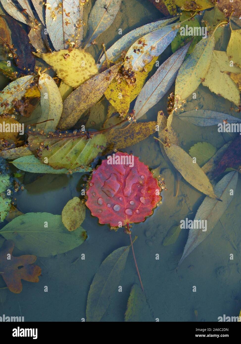 trembling Poplar and other Foliage in a Puddle Stock Photo - Alamy