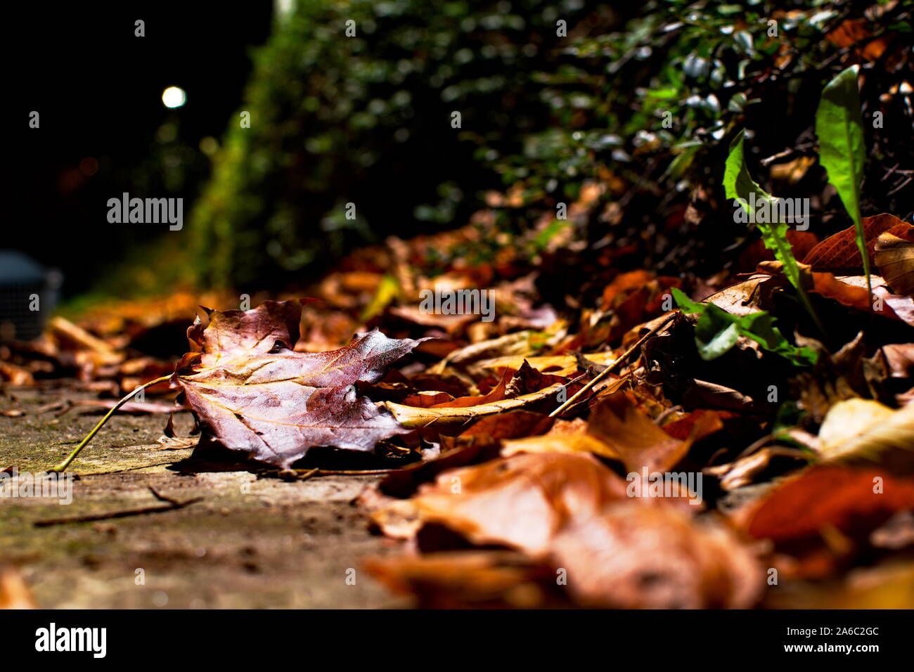 Night fall leaves hi-res stock photography and images - Alamy