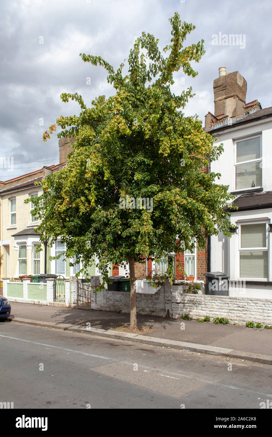 Trident maple (Acer buergerianum) street tree, Walthamstow, London E17 ...