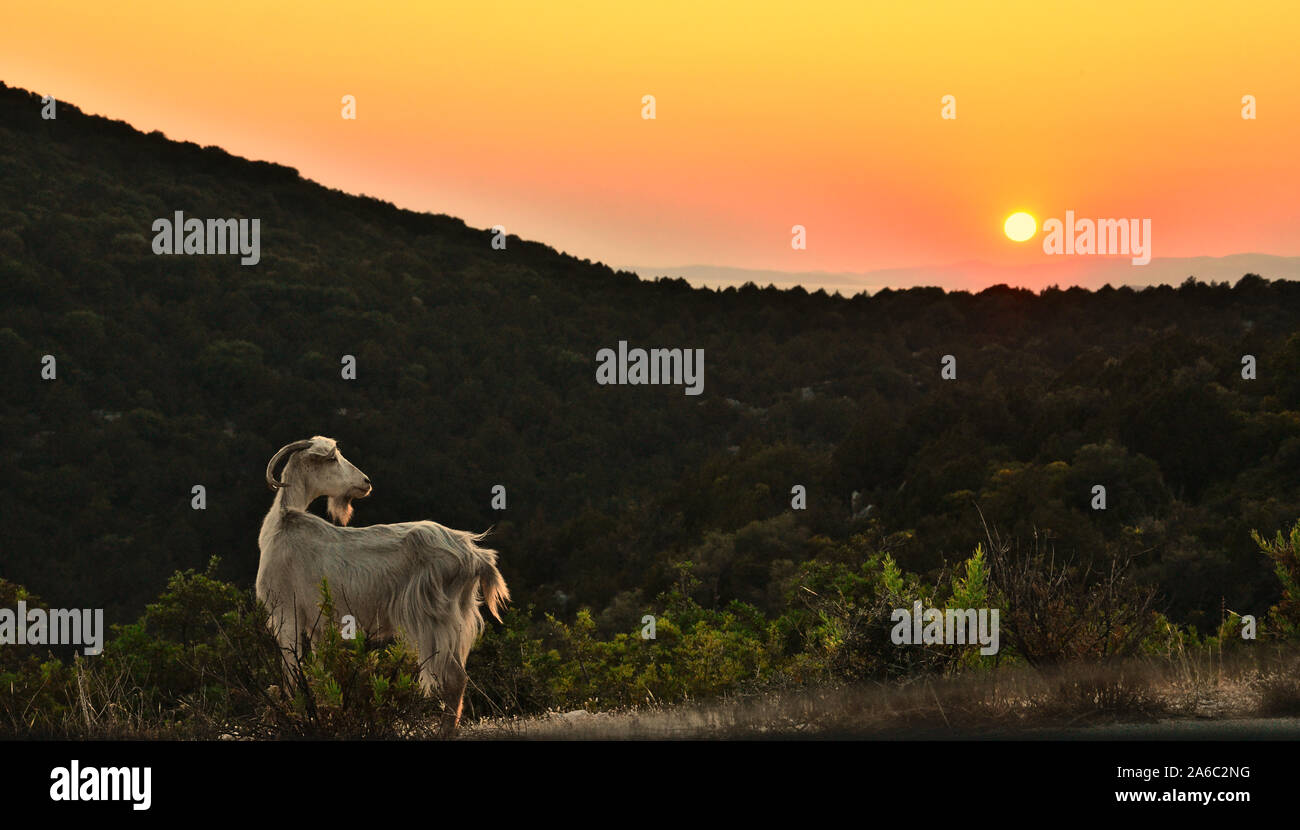 Goat at sunset hi-res stock photography and images - Alamy