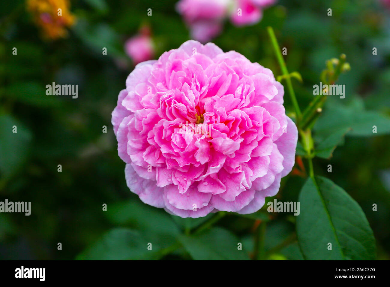 David austin rose hi-res stock photography and images - Alamy