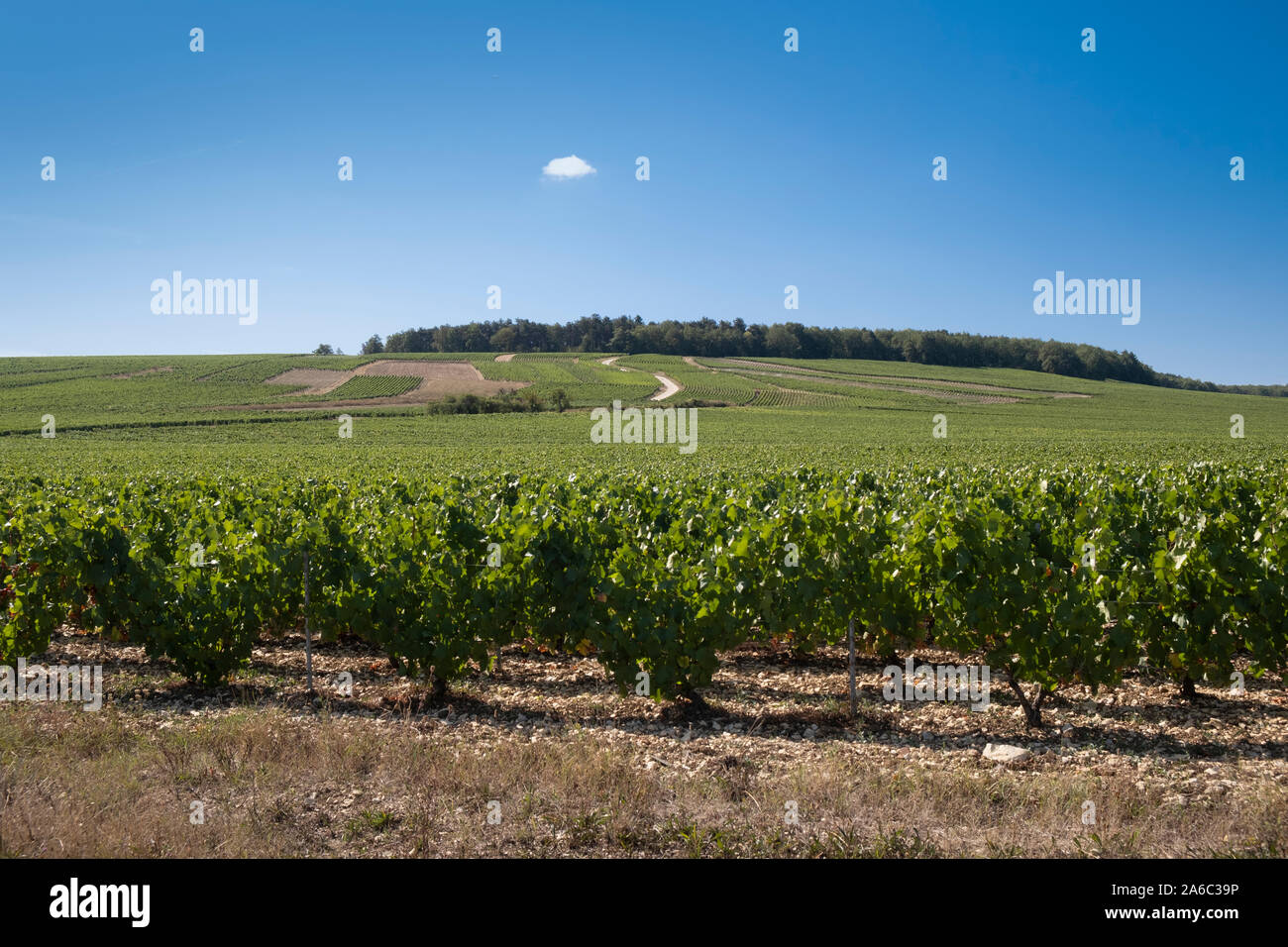 Chablis france vineyard hi-res stock photography and images - Alamy