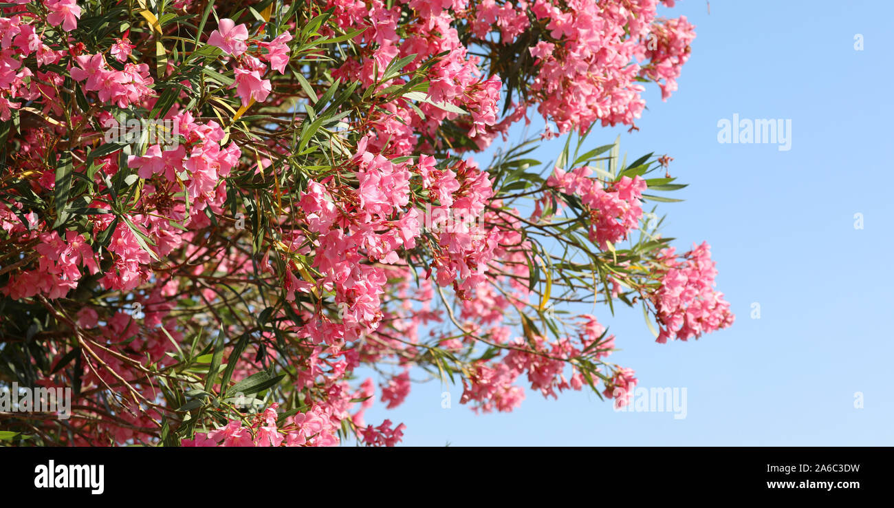 big plant of Oleander with many flowers in summer Stock Photo - Alamy