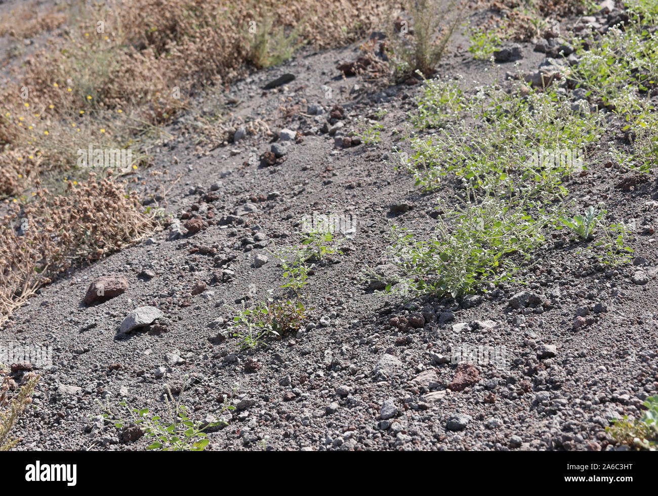 slope of Volcano Mount with lava and plants Stock Photo - Alamy