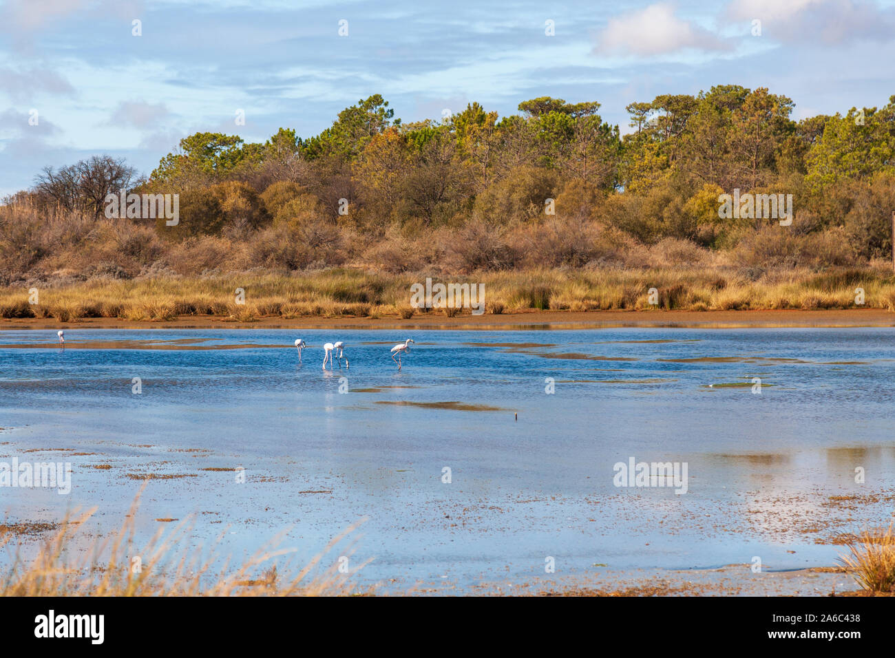 Ria formosa nature park park hi-res stock photography and images - Alamy