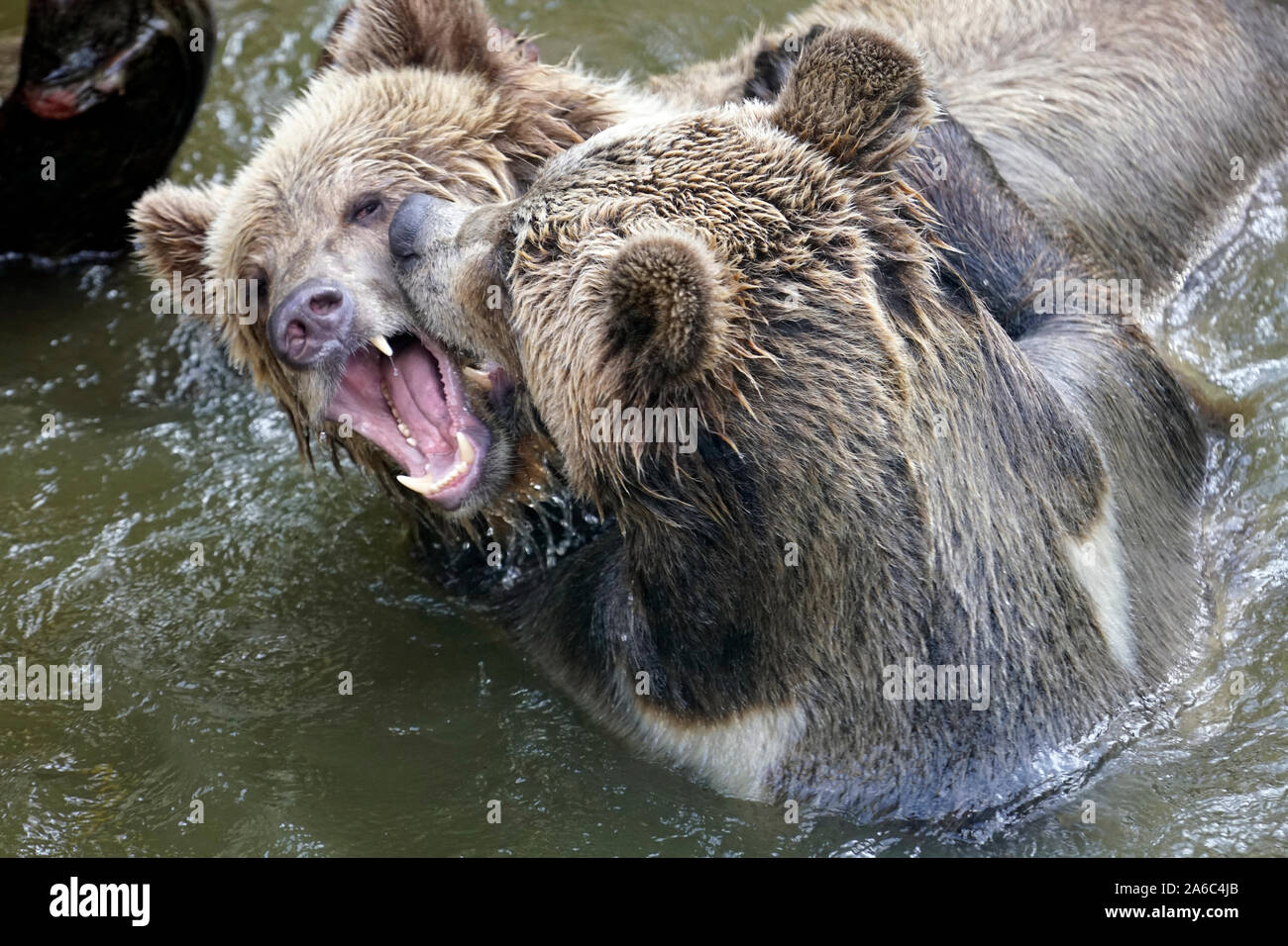 Bears facing each other hi-res stock photography and images - Alamy