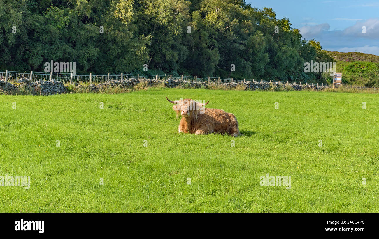 Highland coo - Kyle of Lochalsh, Scotland - views Stock Photo - Alamy