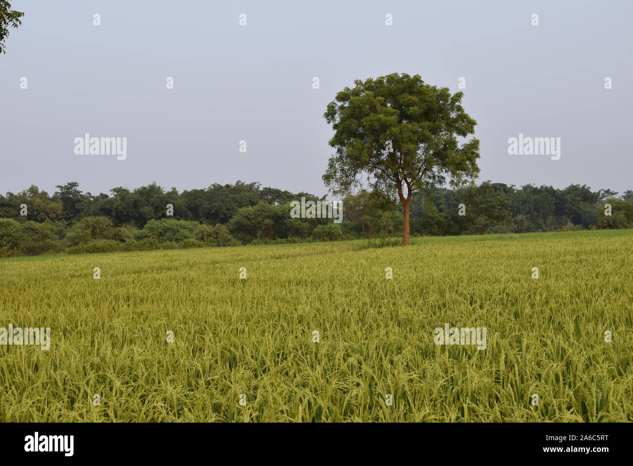 paddy tree under out door india Stock Photo - Alamy