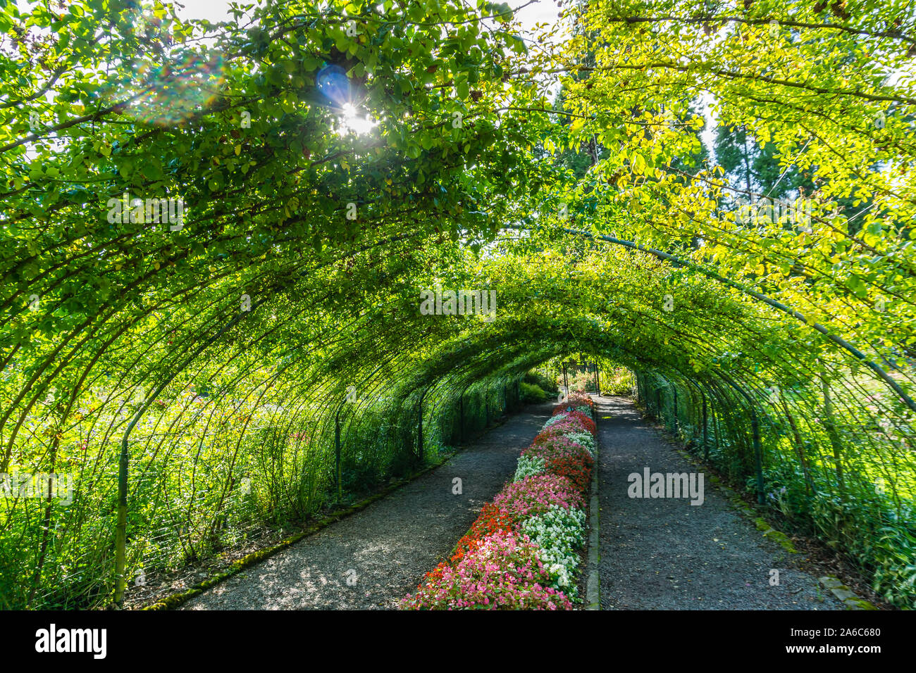 Light shines through arbor leaves at Point Defiance Park in Tacoma ...