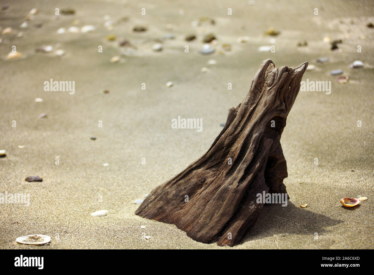 Wood flotsam on the beach Stock Photo - Alamy