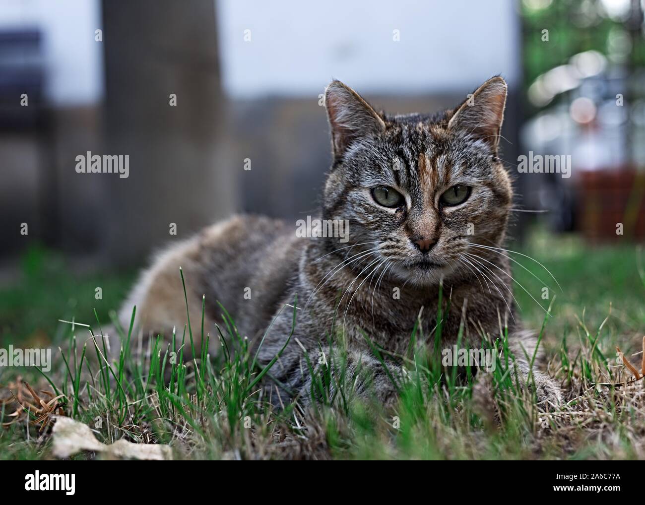 Portrait cat wild eyes hi-res stock photography and images - Alamy