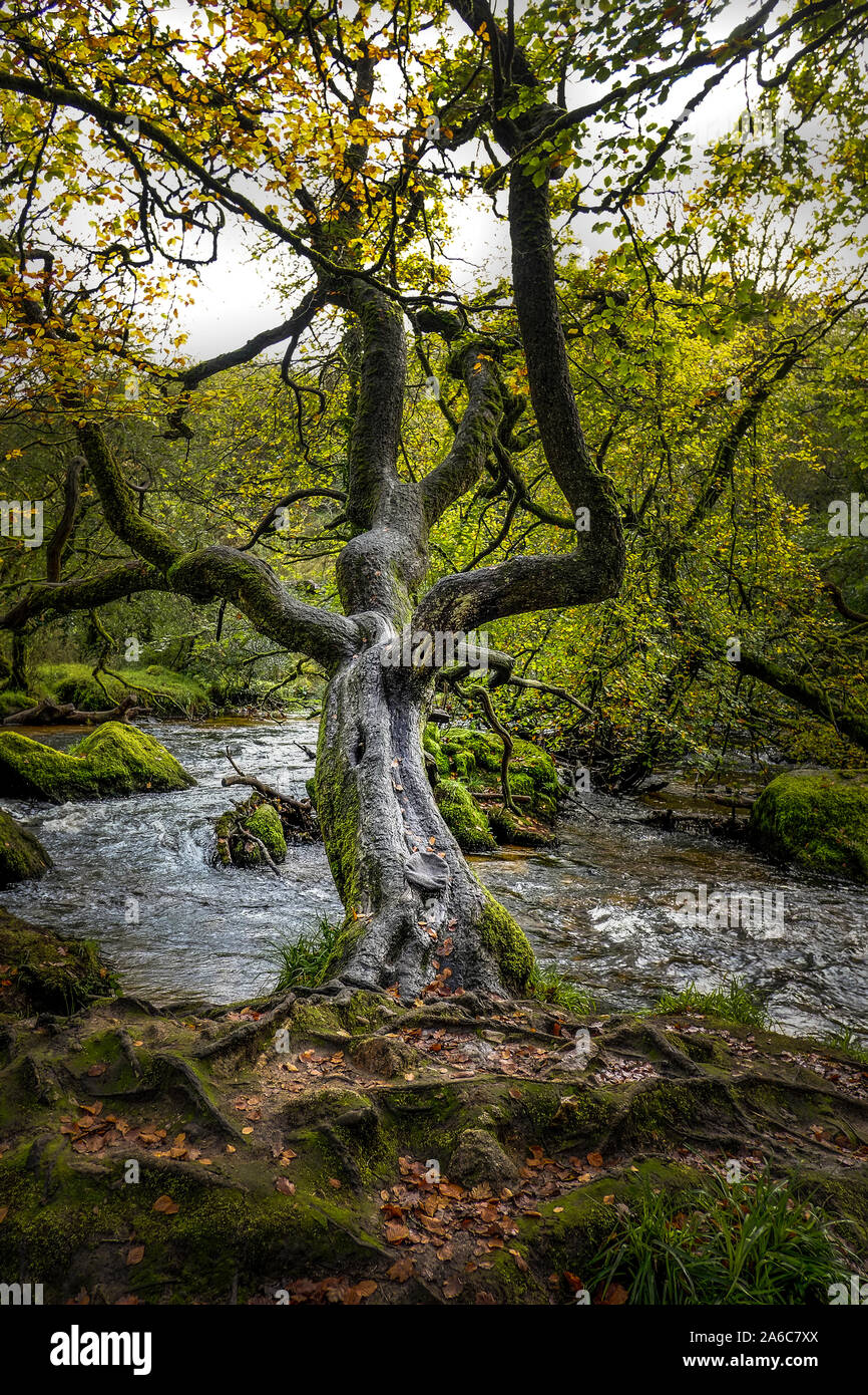 A gnarled old Beech Tree Fagus sylvatica leaning over the River Fowey ...