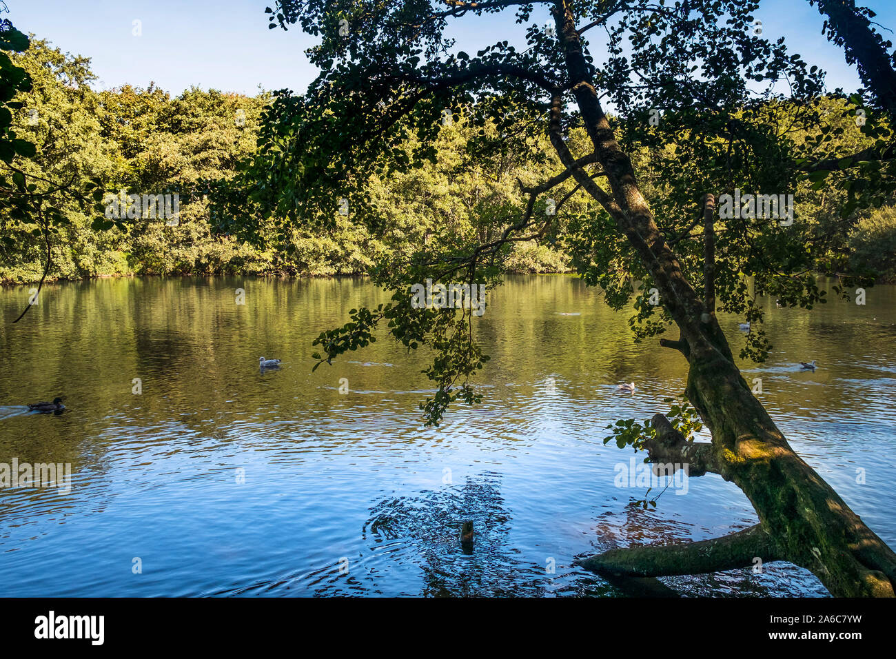 The lake in Tehidy Country Park, the largest area of woodland in West ...