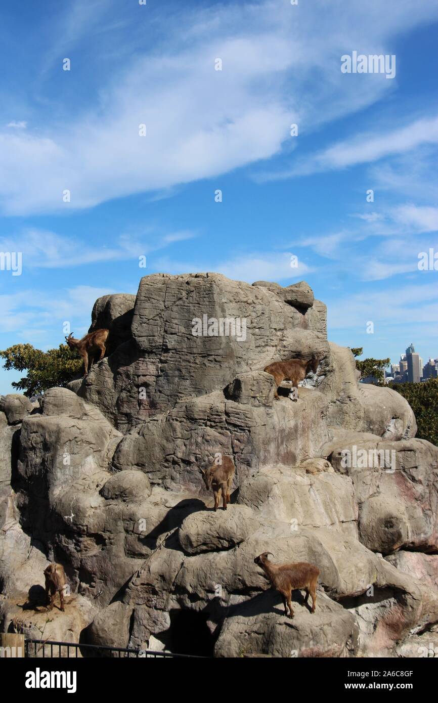 Australia mountain goats hi-res stock photography and images - Alamy