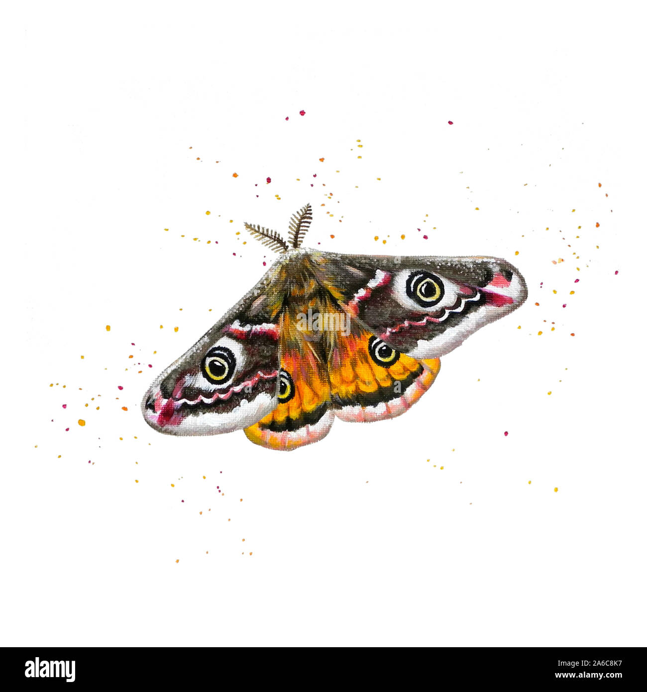 Dark brown moth hi-res stock photography and images - Alamy