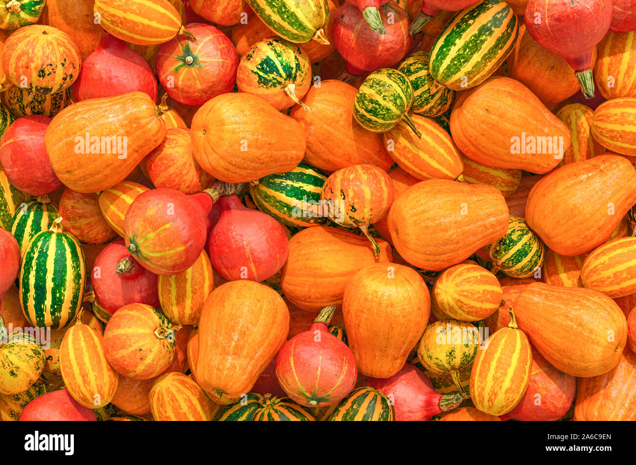 Pumpkins background with realistic texture, 3D rendering Stock Photo ...