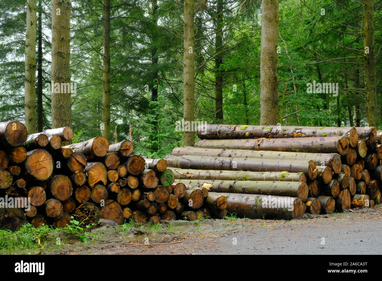 Conifers plantation uk hi-res stock photography and images - Alamy