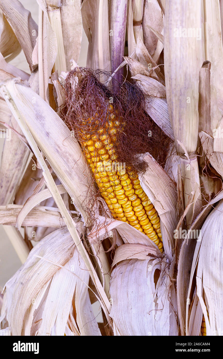 Dry Corn Cob High Resolution Stock Photography and Images - Alamy