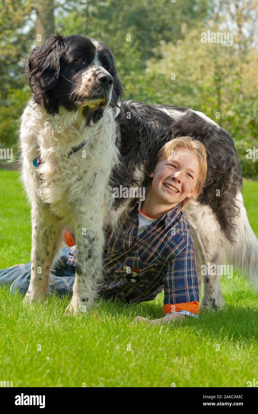 Portrait berner sennenhund hi-res stock photography and images - Alamy