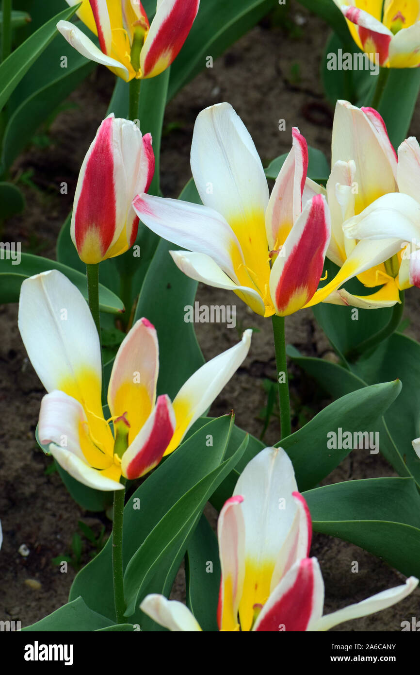 Tulip, Tulpen, tulipán, Tulipa sp Stock Photo - Alamy