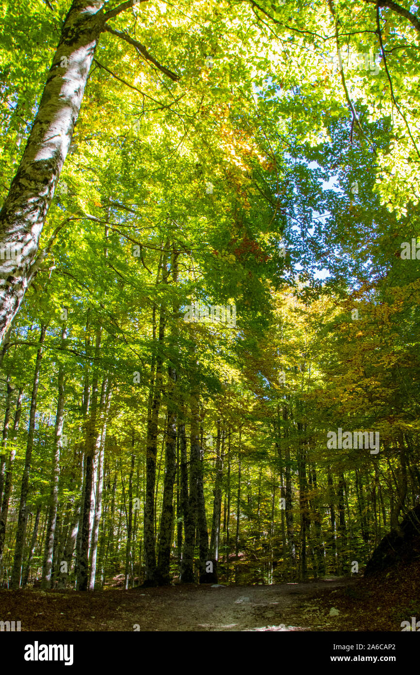 Beech woods of Abruzzo national park in autumn, Italy Stock Photo - Alamy