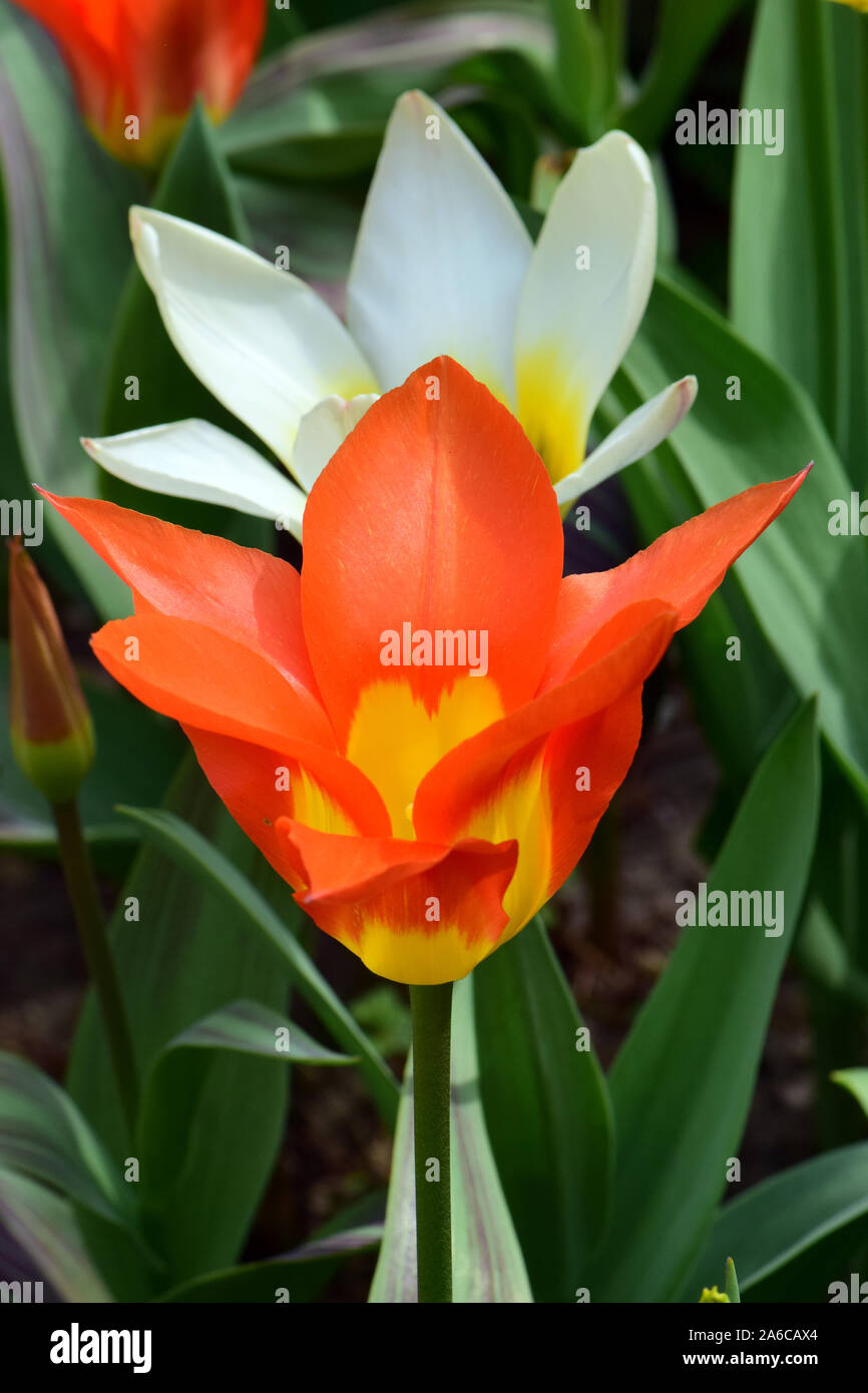 Tulpen tulipa sp hi-res stock photography and images - Alamy