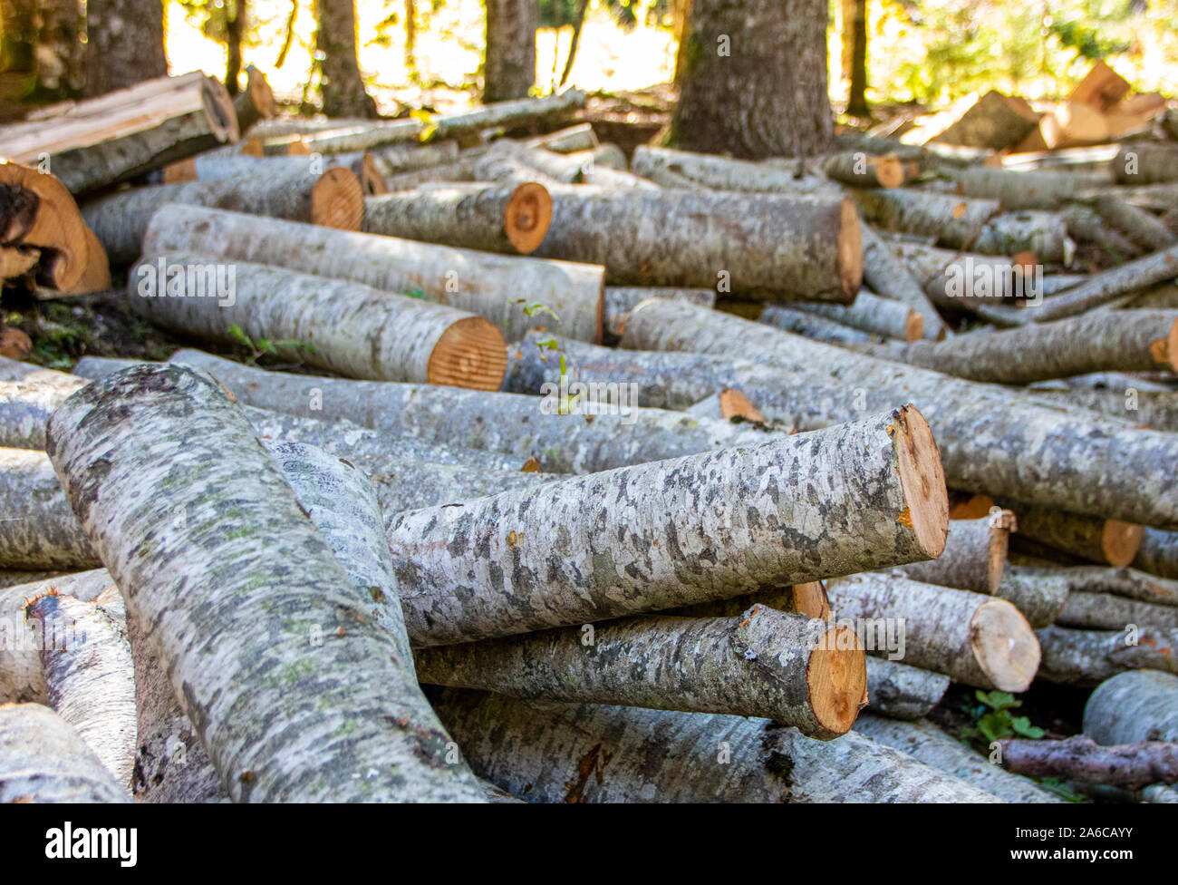 Cutted Woods High Resolution Stock Photography and Images - Alamy
