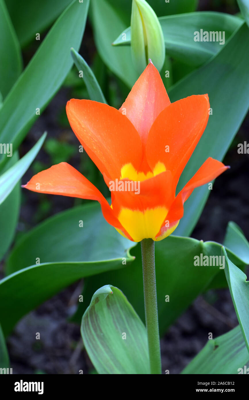 Tulpen tulipa sp hi-res stock photography and images - Alamy