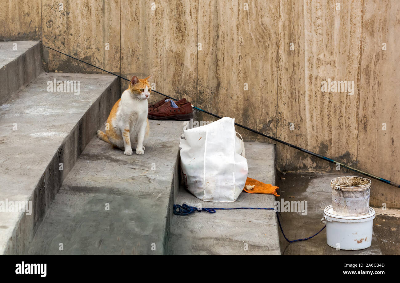 Cats of Malta. Ginger and white tabby cat waiting for fisherman to ...