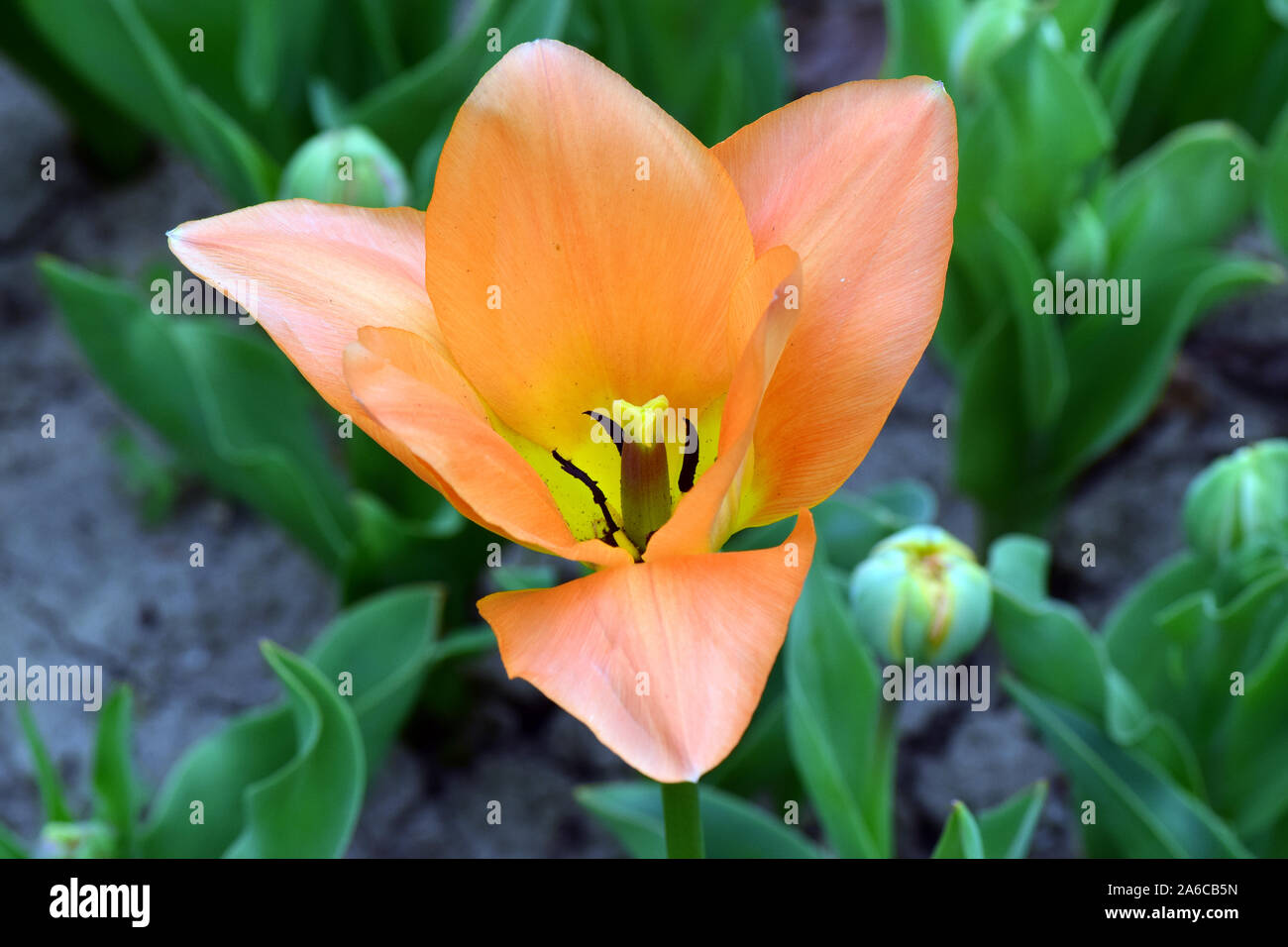 Tulpen tulipa sp hi-res stock photography and images - Alamy