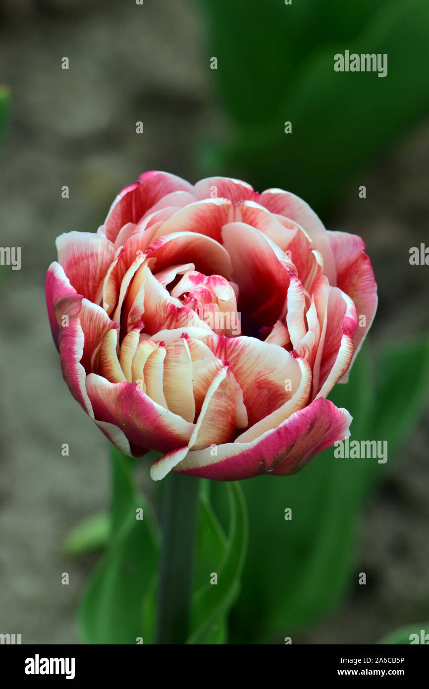 Tulpen tulipa sp hi-res stock photography and images - Alamy