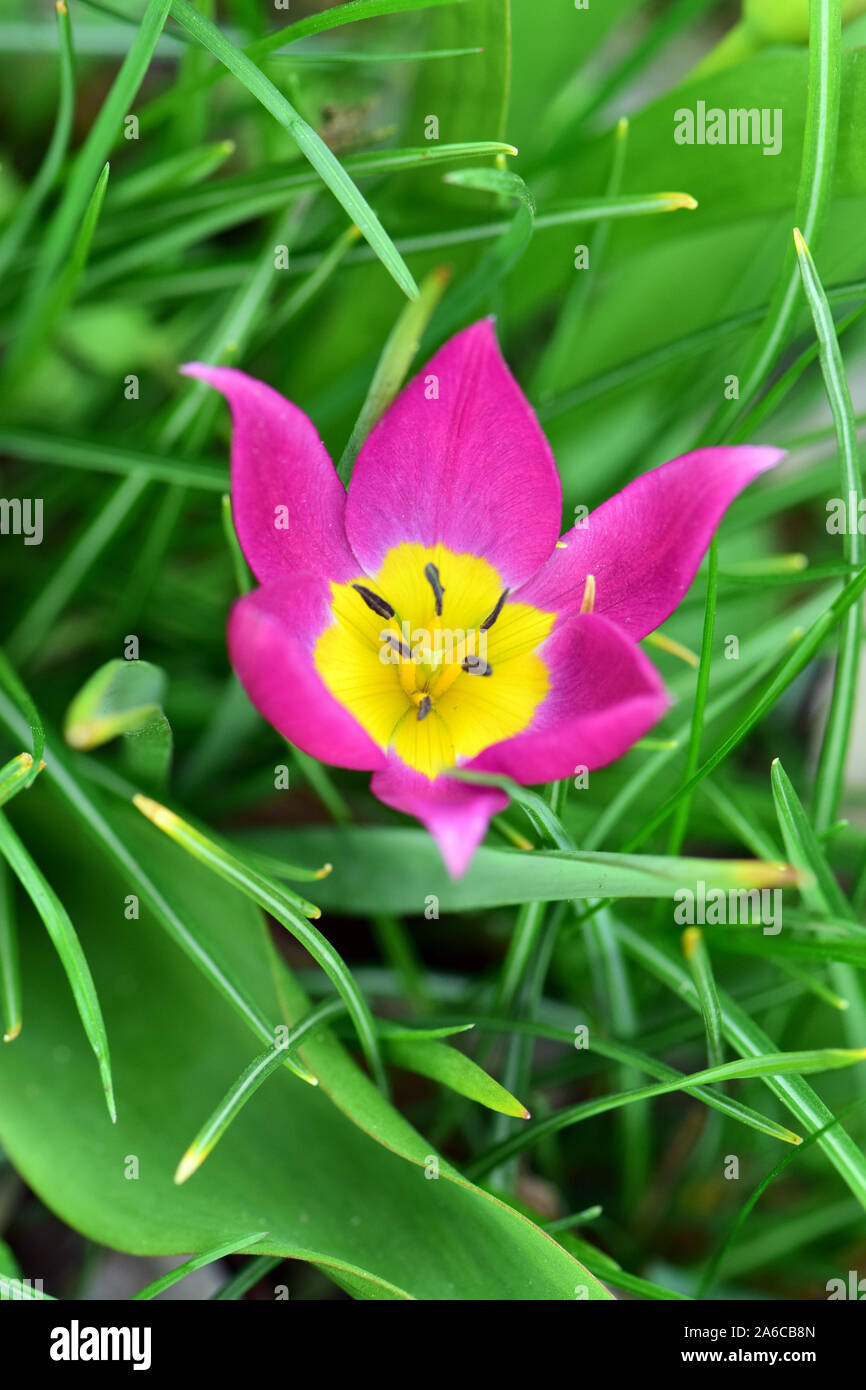 Tulip, Tulpen, tulipán, Tulipa sp Stock Photo - Alamy